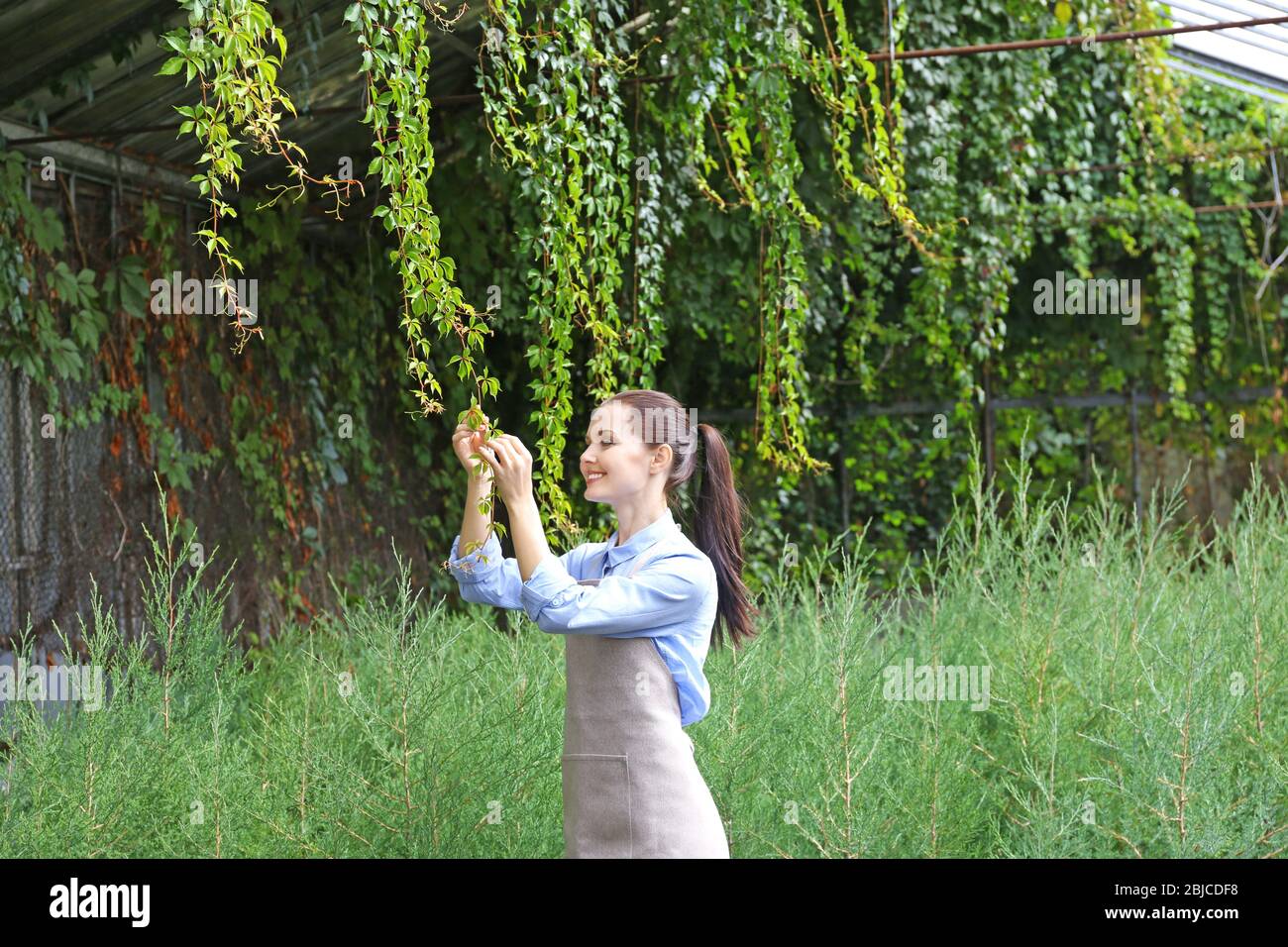 Pretty young gardener looking after virginia creeper and juniper in ...