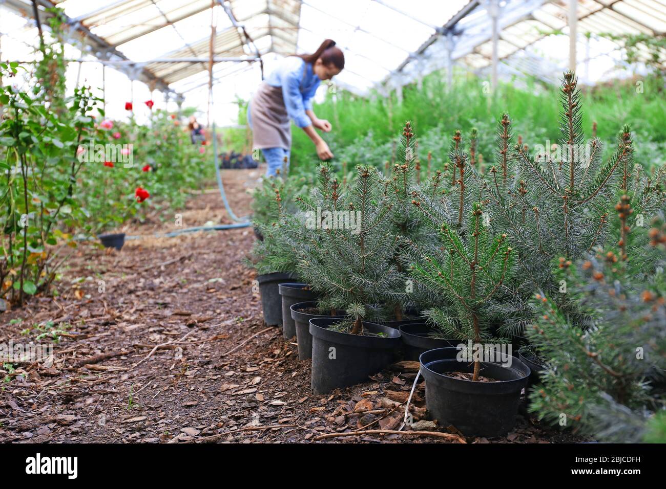 Fir tree seedlings hi-res stock photography and images - Alamy