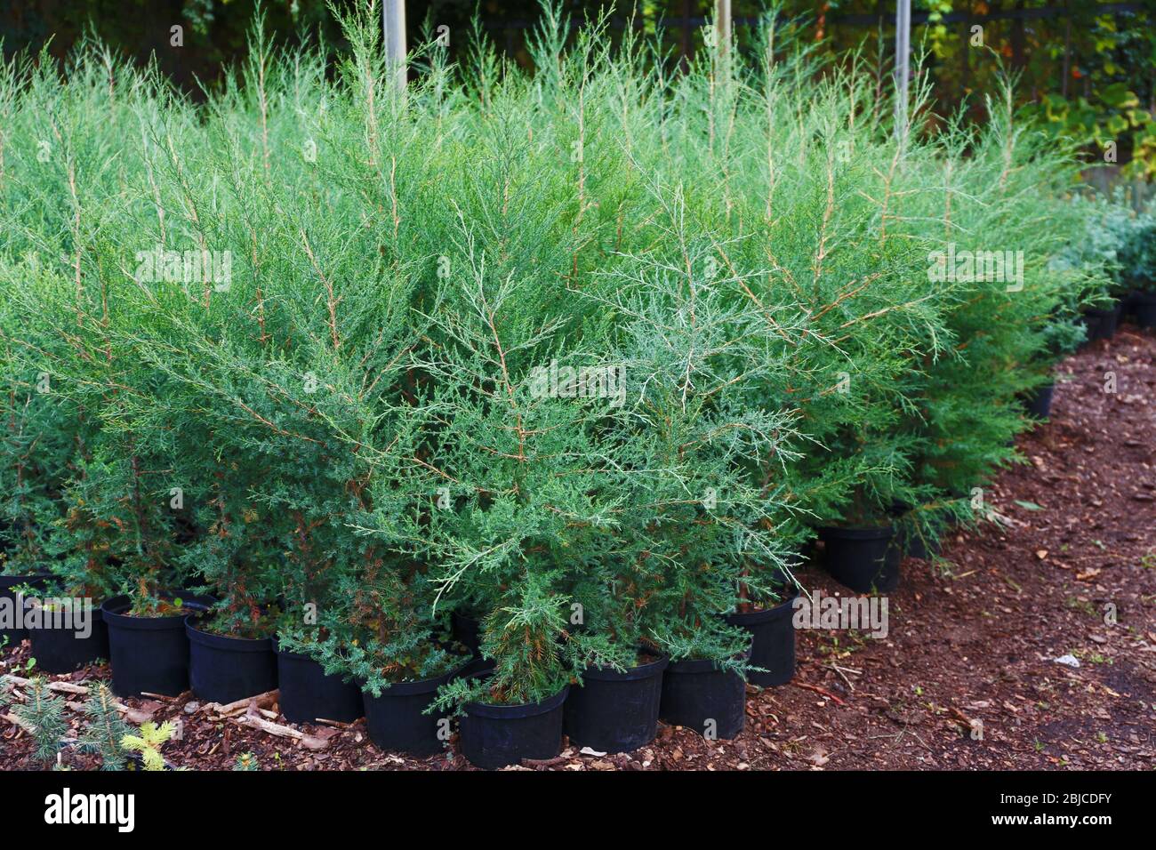 Pots with young juniper plants in greenhouse Stock Photo - Alamy