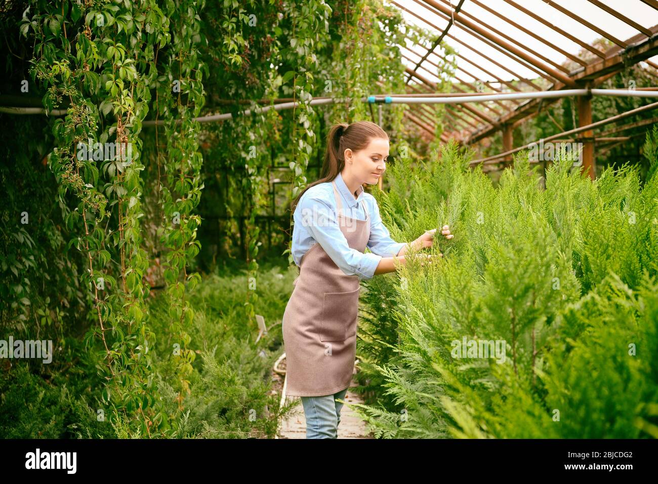 Pretty young gardener looking after juniper in greenhouse Stock Photo ...