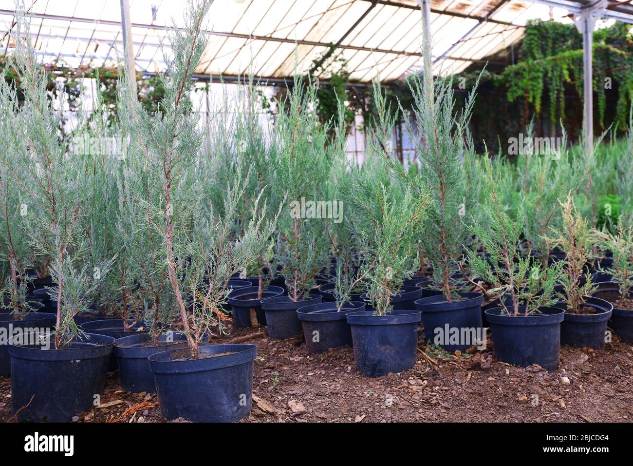 Pots with young juniper plants in greenhouse Stock Photo - Alamy
