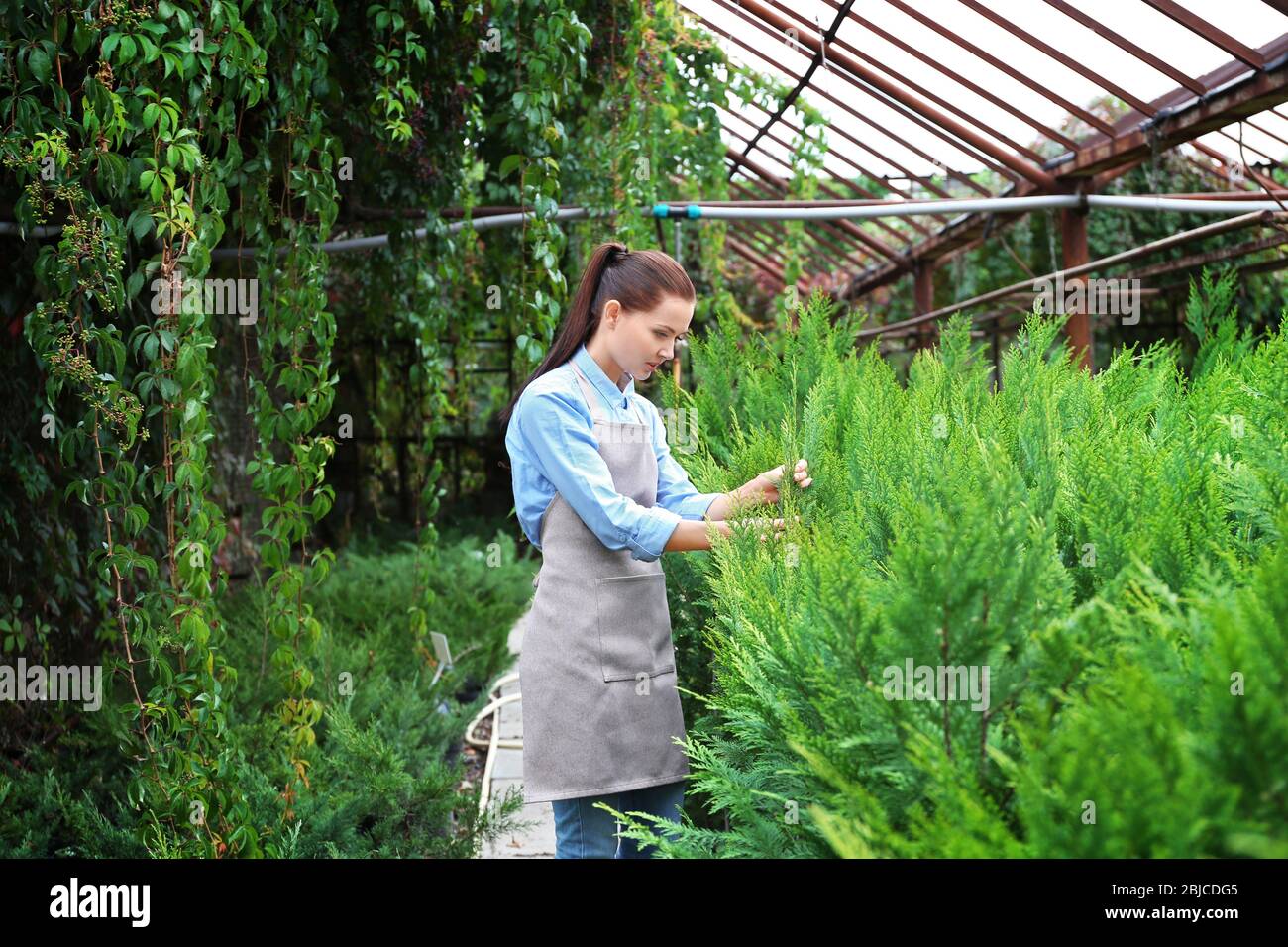 Virginia juniper hi-res stock photography and images - Alamy