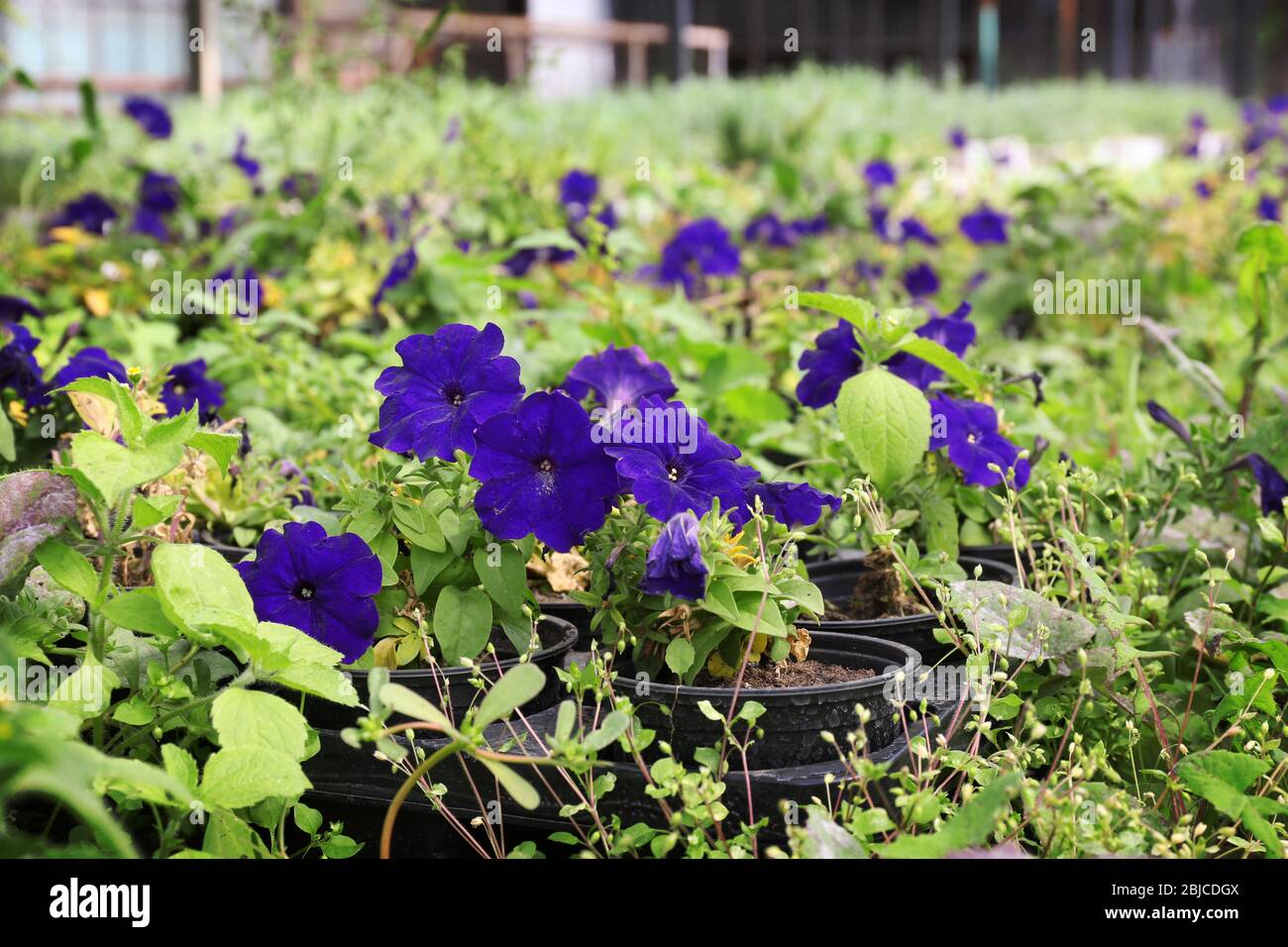 Beautiful petunia flowers in hi-res stock photography and images - Alamy