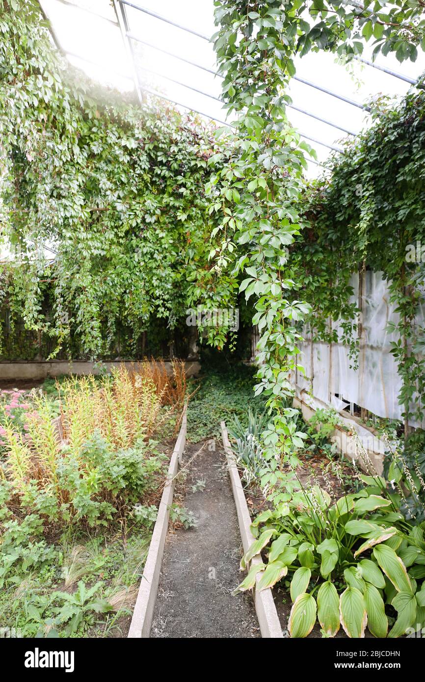 Greenhouse with plenty of beautiful plants Stock Photo - Alamy