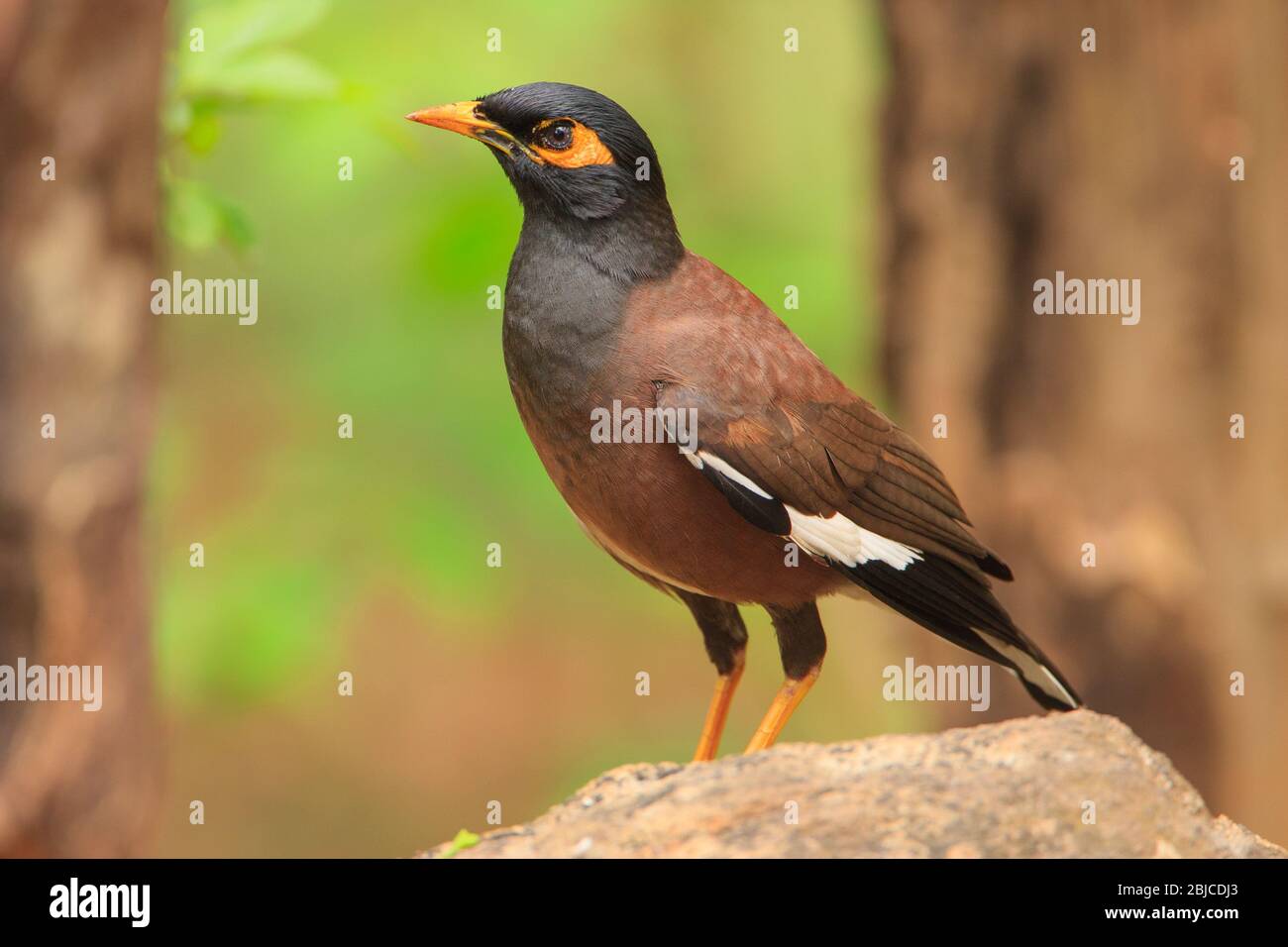 Common myna hi-res stock photography and images - Alamy