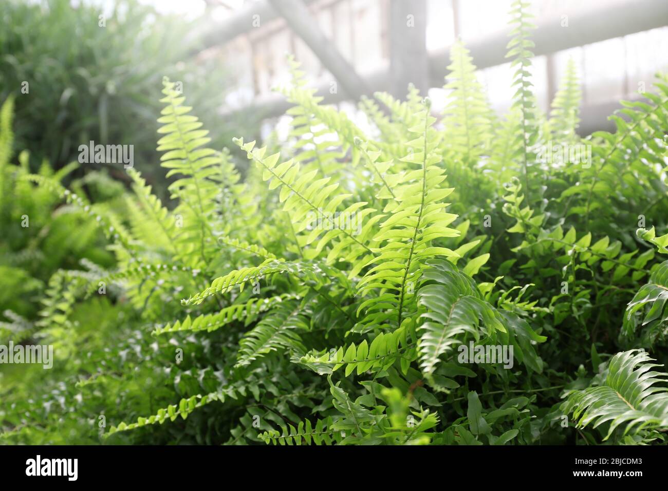 Close up view of ferns in greenhouse Stock Photo - Alamy