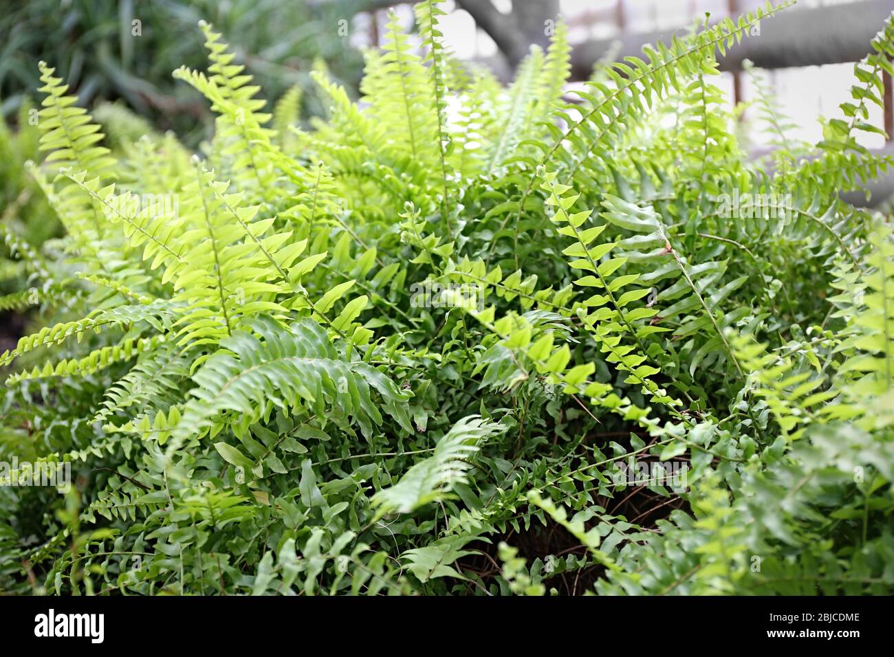 Close up view of ferns in greenhouse Stock Photo - Alamy