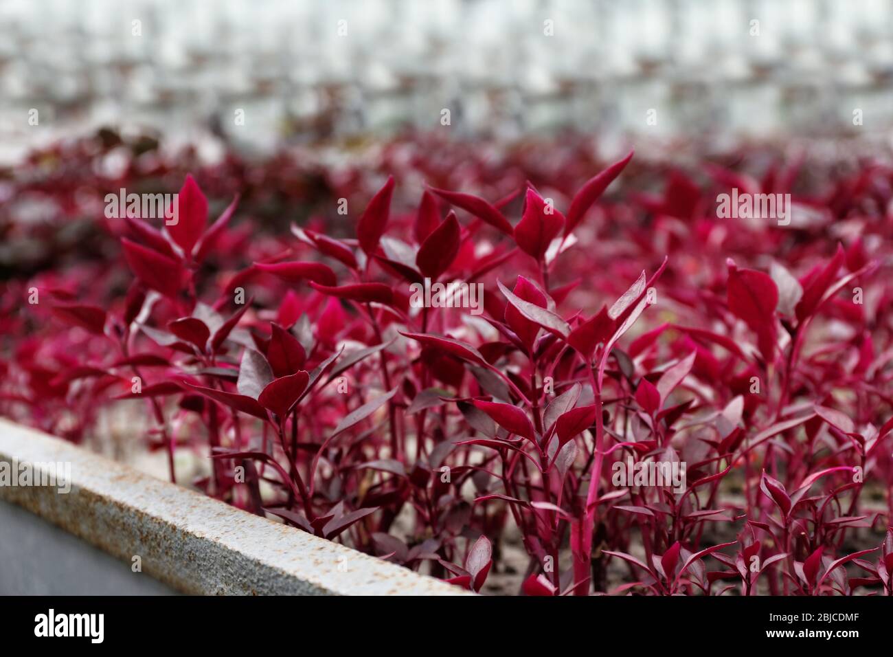 Beautiful red plants in greenhouse, close up view Stock Photo - Alamy