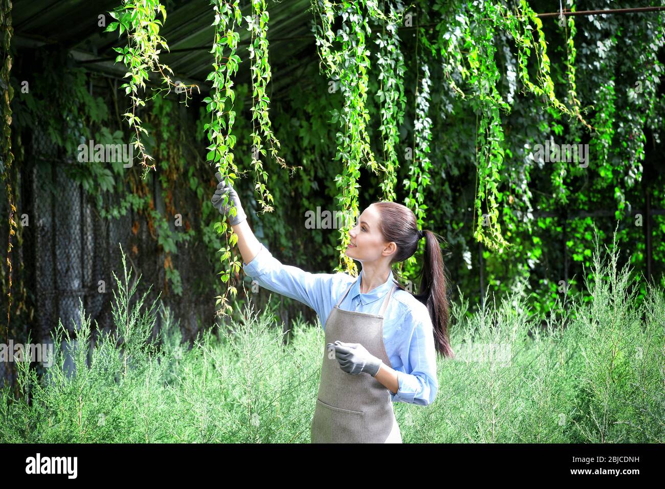 Pretty young gardener looking after virginia creeper and juniper in ...