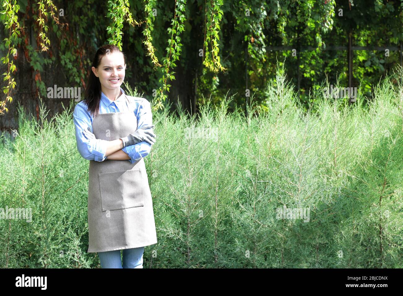 Pretty young gardener looking after juniper in greenhouse Stock Photo ...