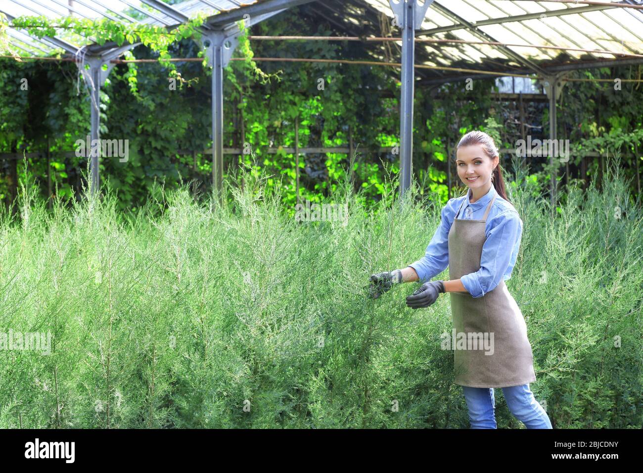 Virginia juniper hi-res stock photography and images - Alamy