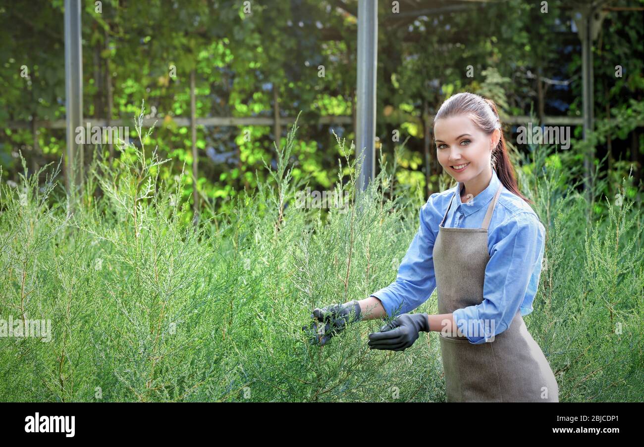 Pretty young gardener looking after juniper in greenhouse Stock Photo ...