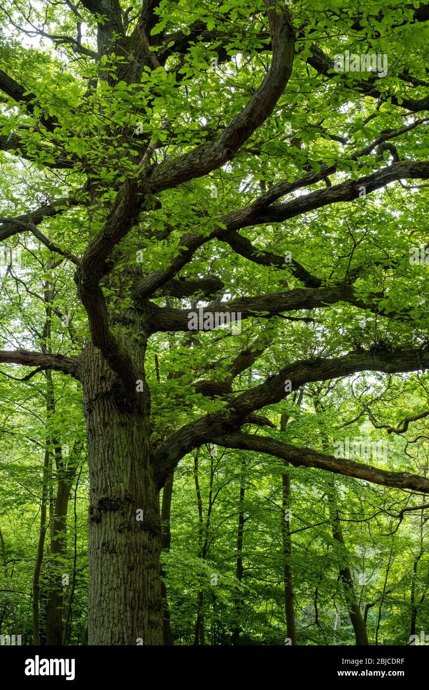 Rewilding london hi-res stock photography and images - Alamy