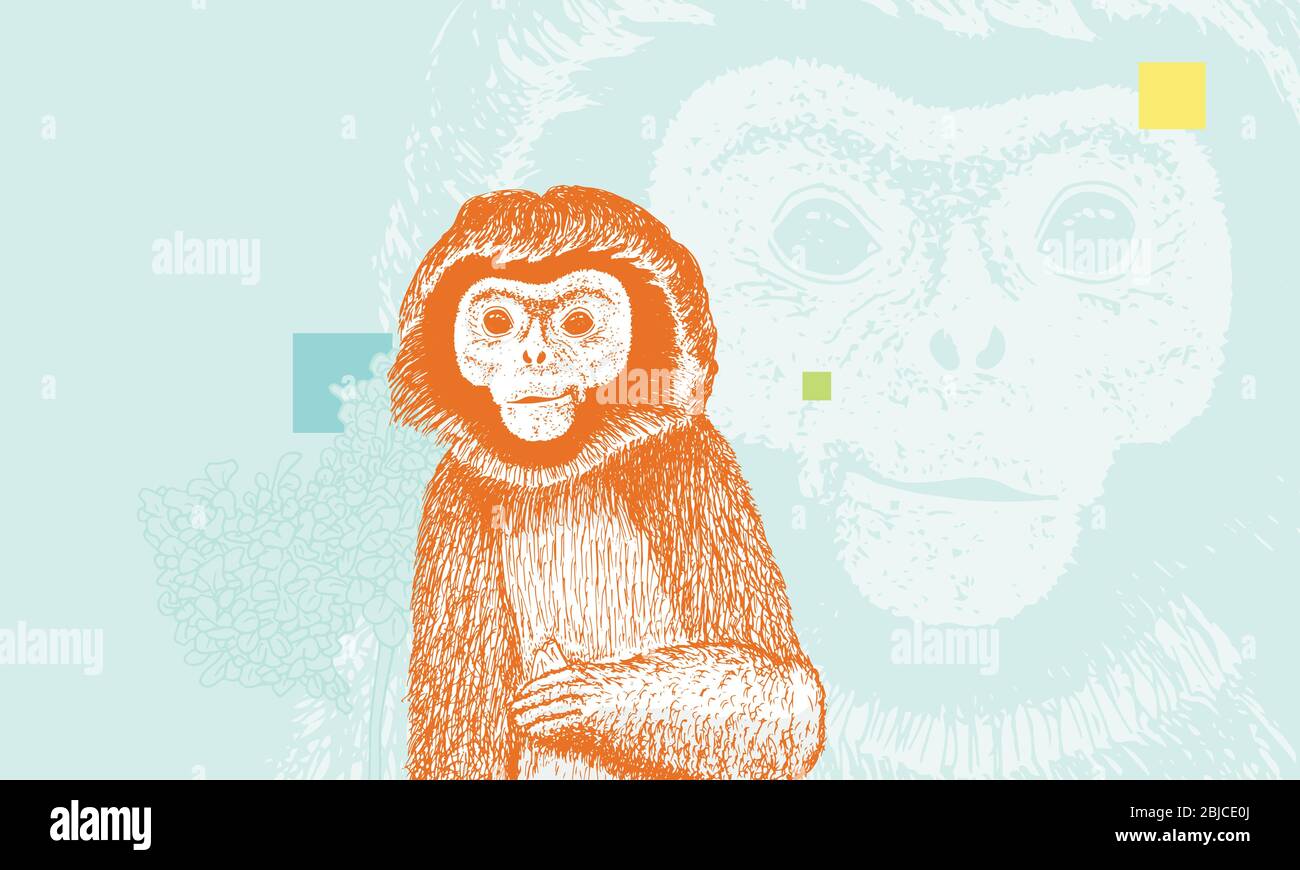 Javan langur Stock Vector Images - Alamy