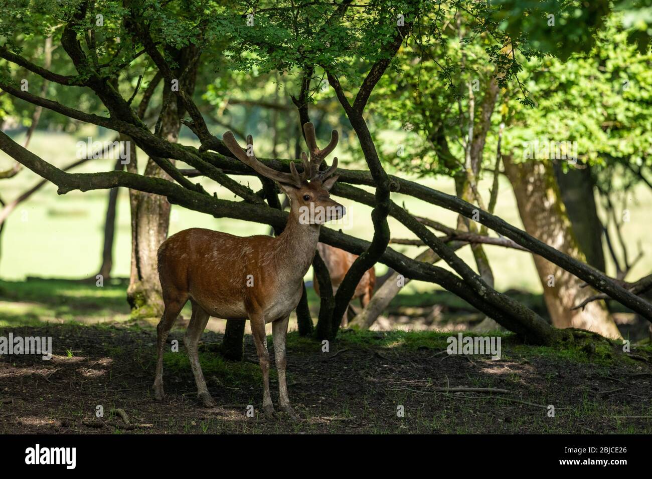 Deer in the forest Stock Photo - Alamy