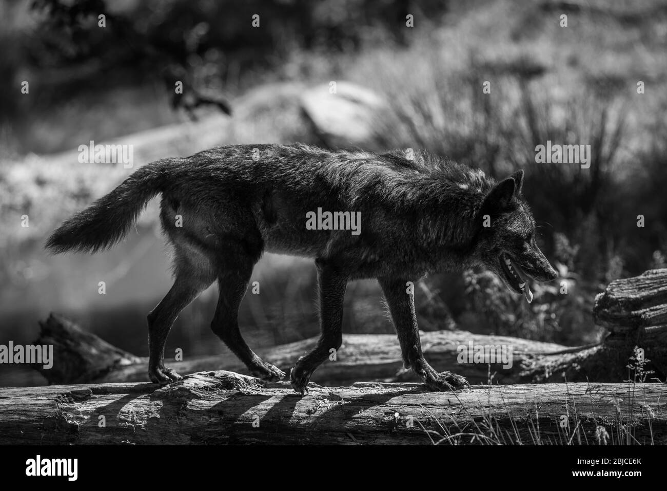 Female gray wolf Black and White Stock Photos & Images - Alamy