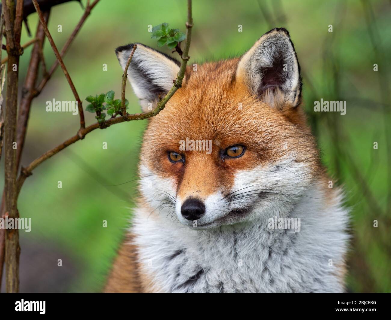 Red fox (Vulpes vulpes) close up of head Stock Photo - Alamy