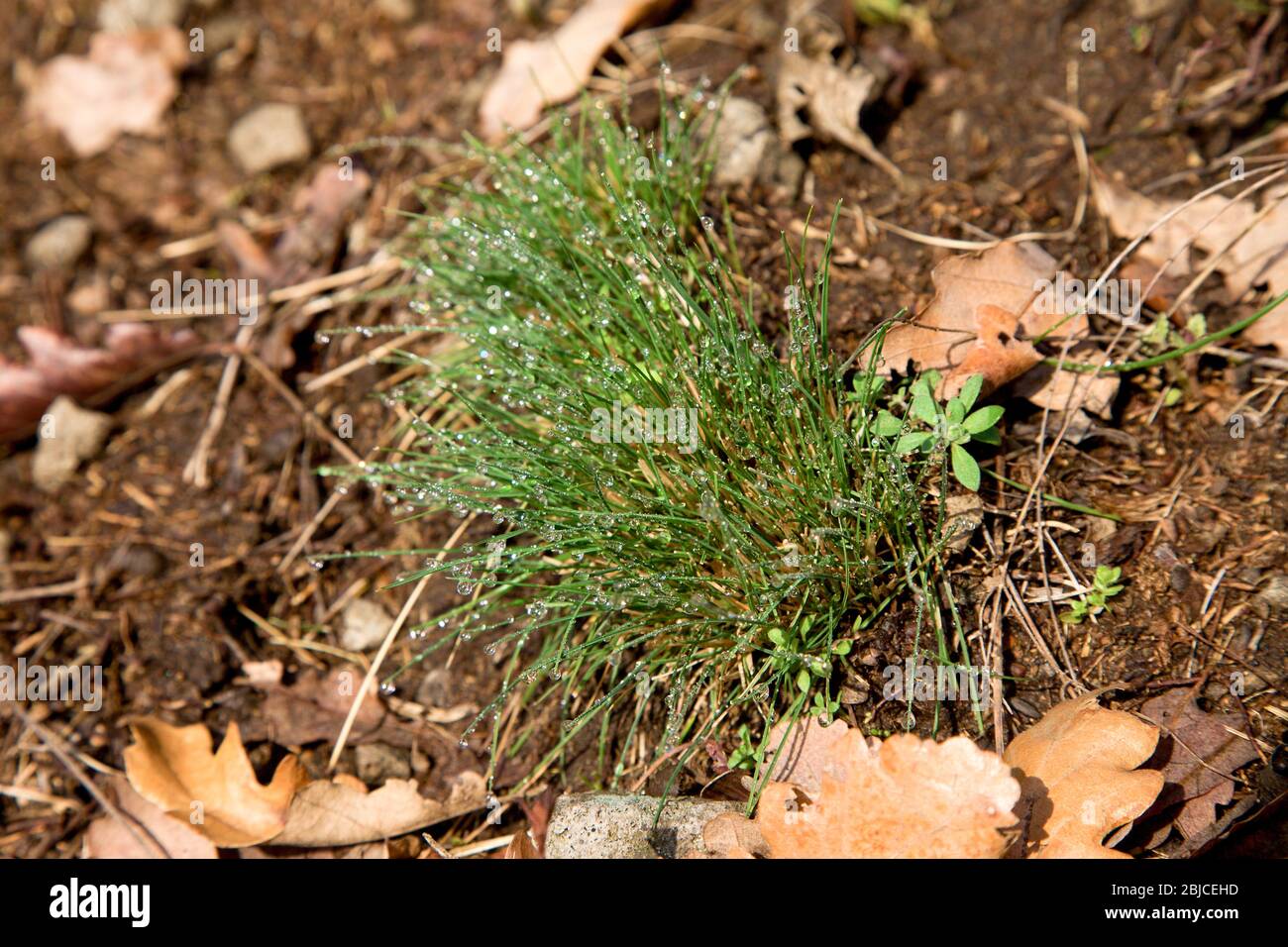Spiky grass hi-res stock photography and images - Alamy