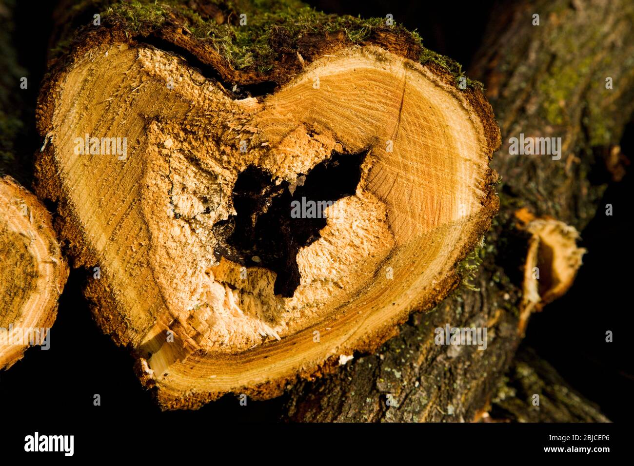 Robinia pseudoacacia wood hi-res stock photography and images - Alamy