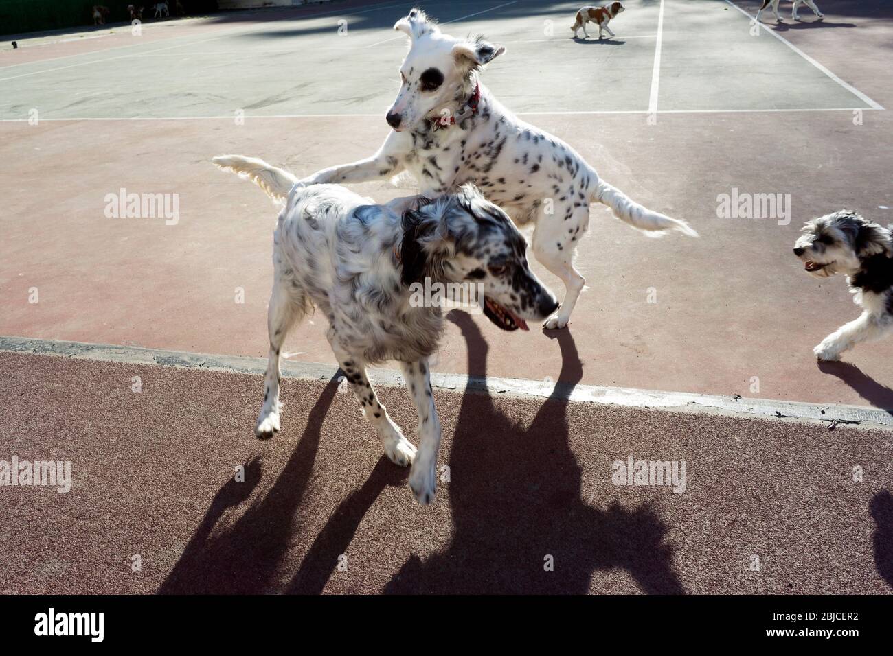 Dogs playing in the park Stock Photo - Alamy