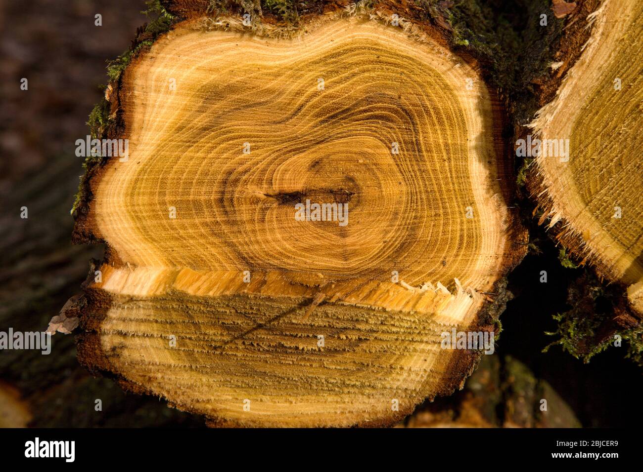 Robinia pseudoacacia wood hi-res stock photography and images - Alamy
