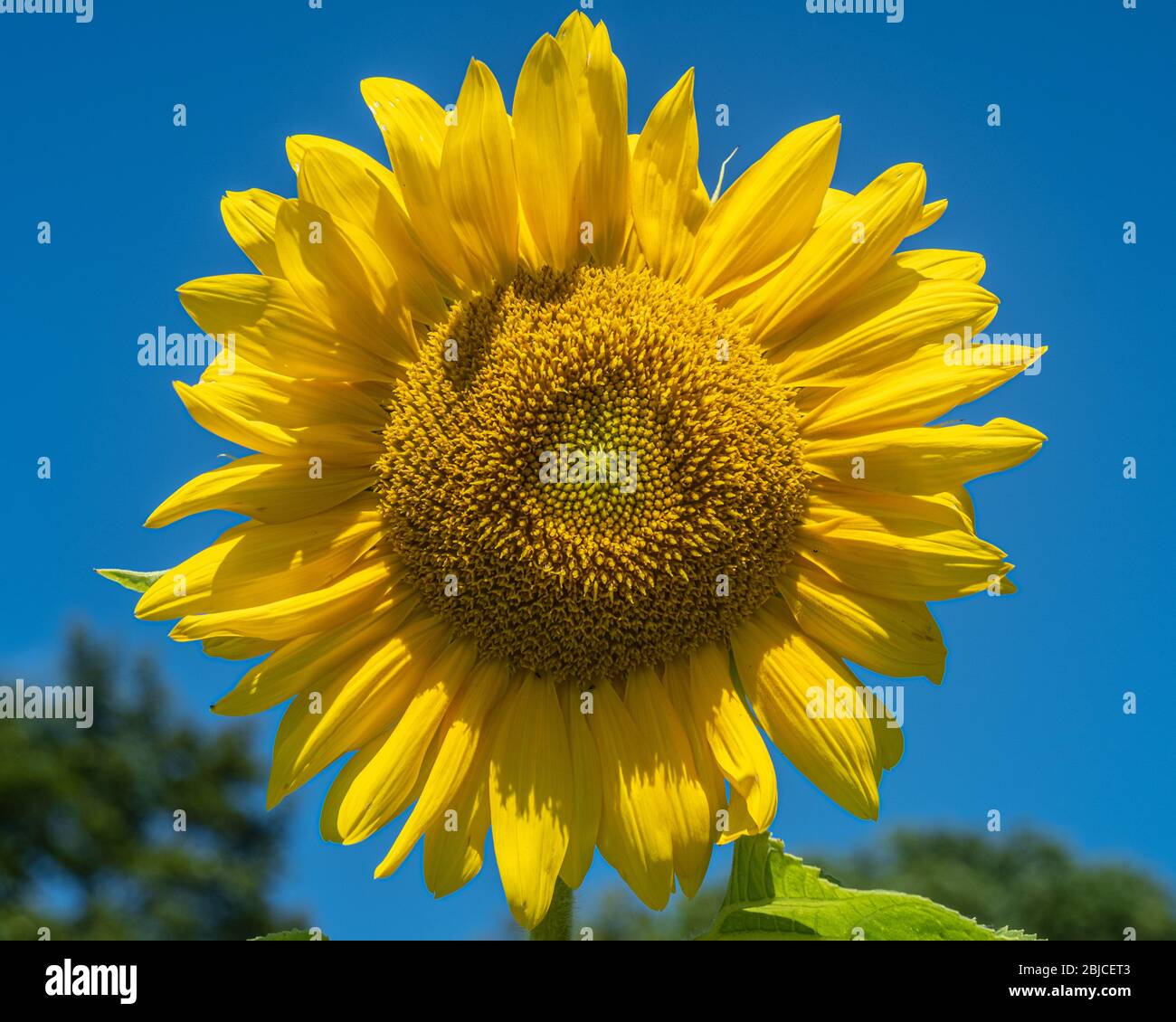 Cheerful yellow flowers hi-res stock photography and images - Alamy