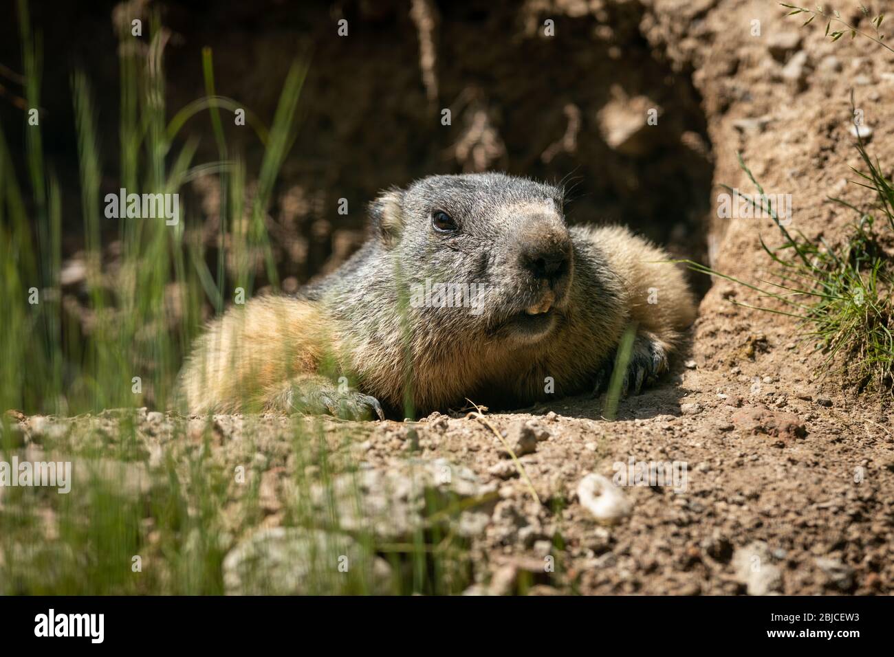 Marmot in the meadow Stock Photo - Alamy