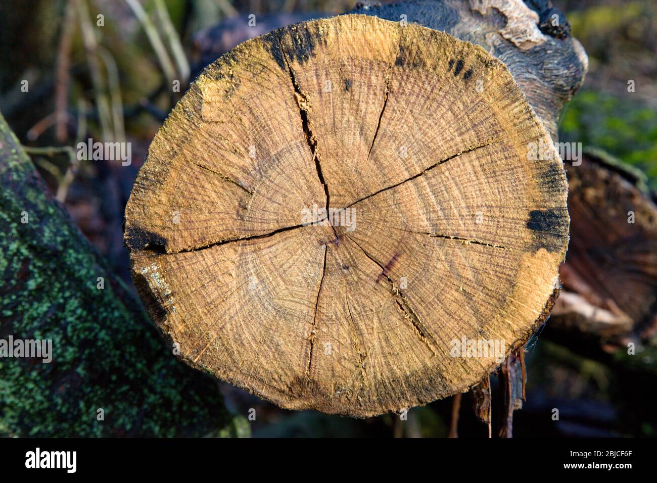 Tree cross section oak hi-res stock photography and images - Alamy