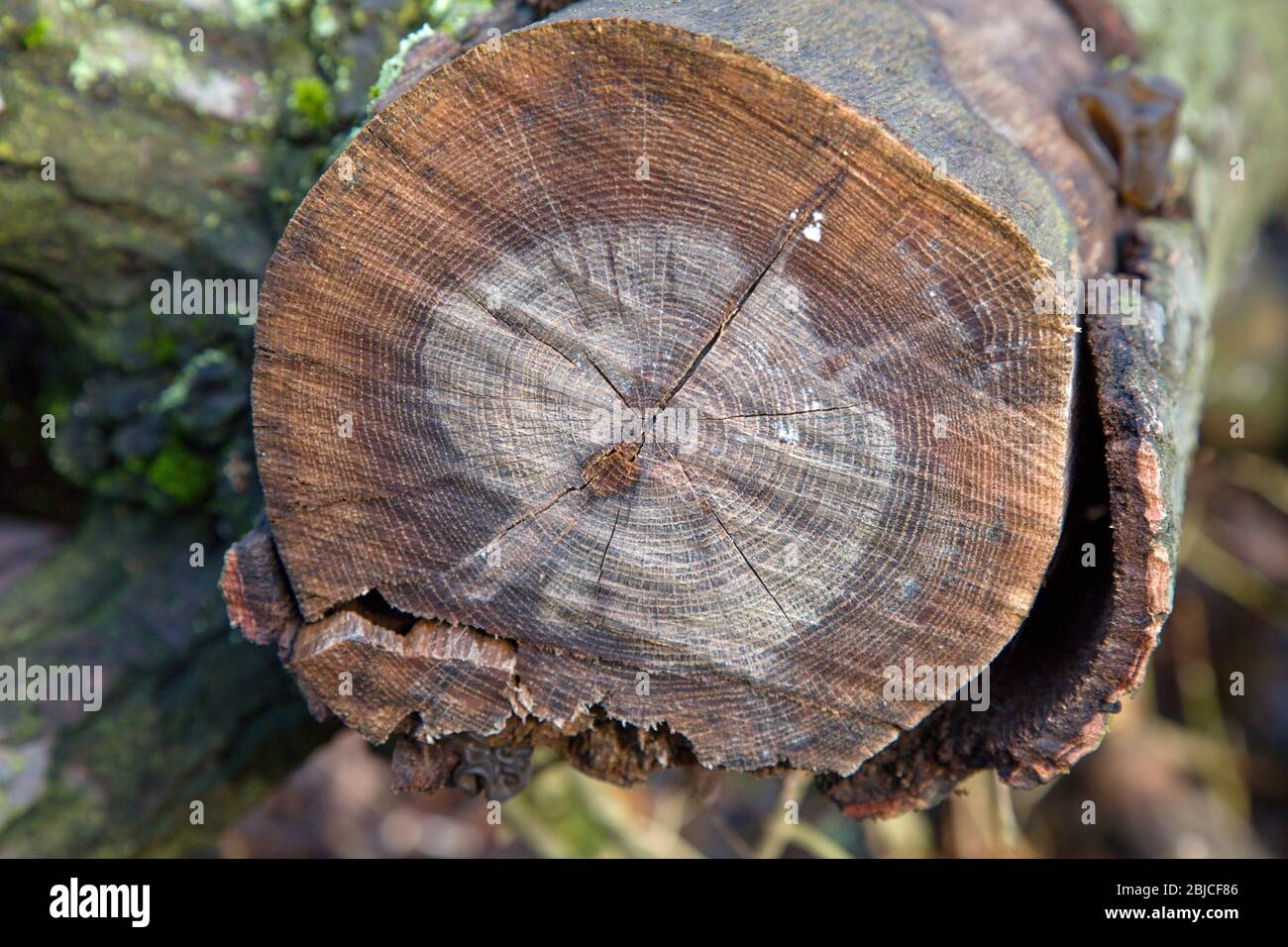 Tree cross section oak hi-res stock photography and images - Alamy