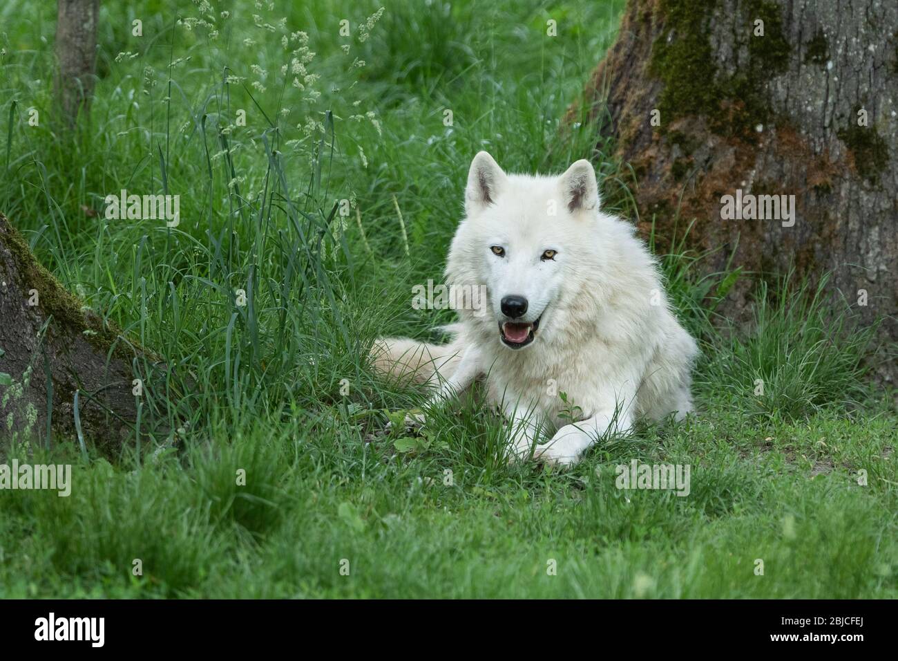 White wolf in the forest Stock Photo - Alamy