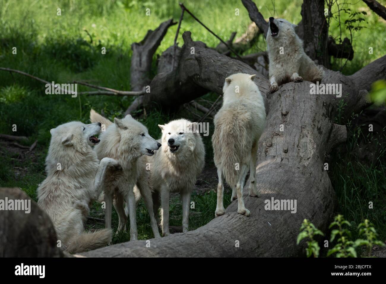 White wolf in the forest Stock Photo - Alamy