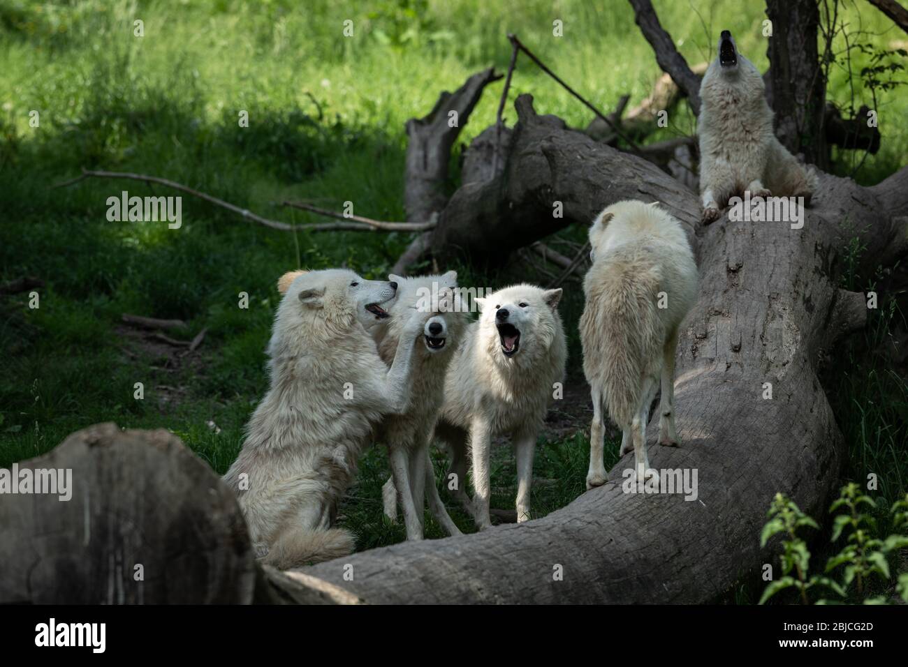 White wolf in the forest Stock Photo - Alamy