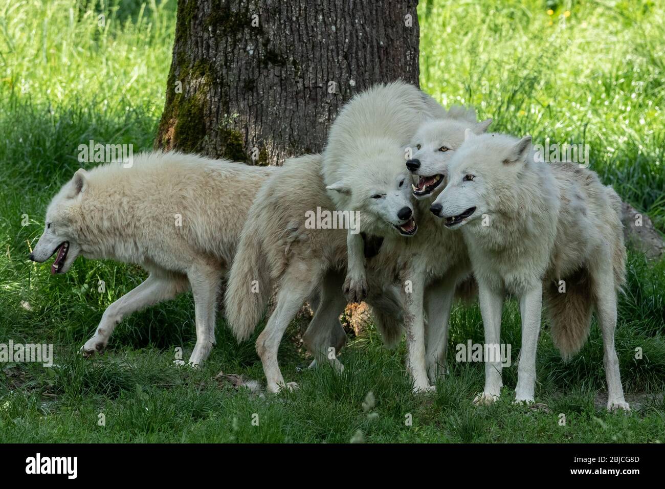 White wolf in the forest Stock Photo - Alamy