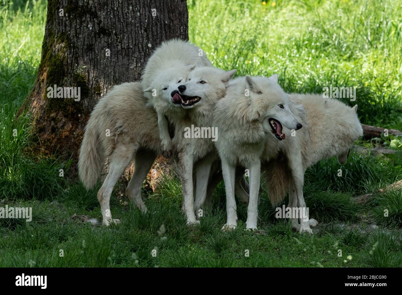 White wolf in the forest Stock Photo - Alamy