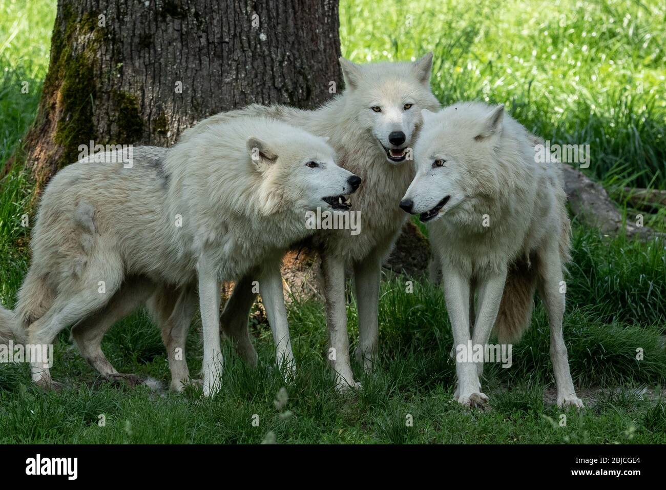 White wolf in the forest Stock Photo - Alamy