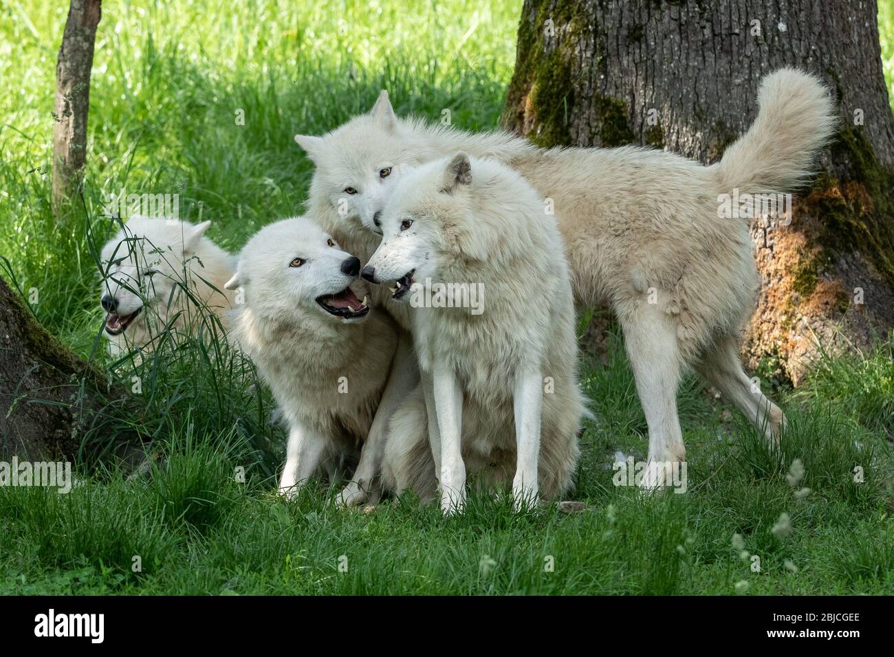 White wolf in the forest Stock Photo - Alamy