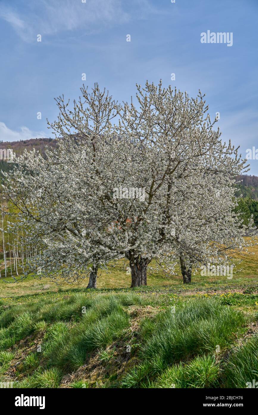 Blooming cherry trees Stock Photo - Alamy
