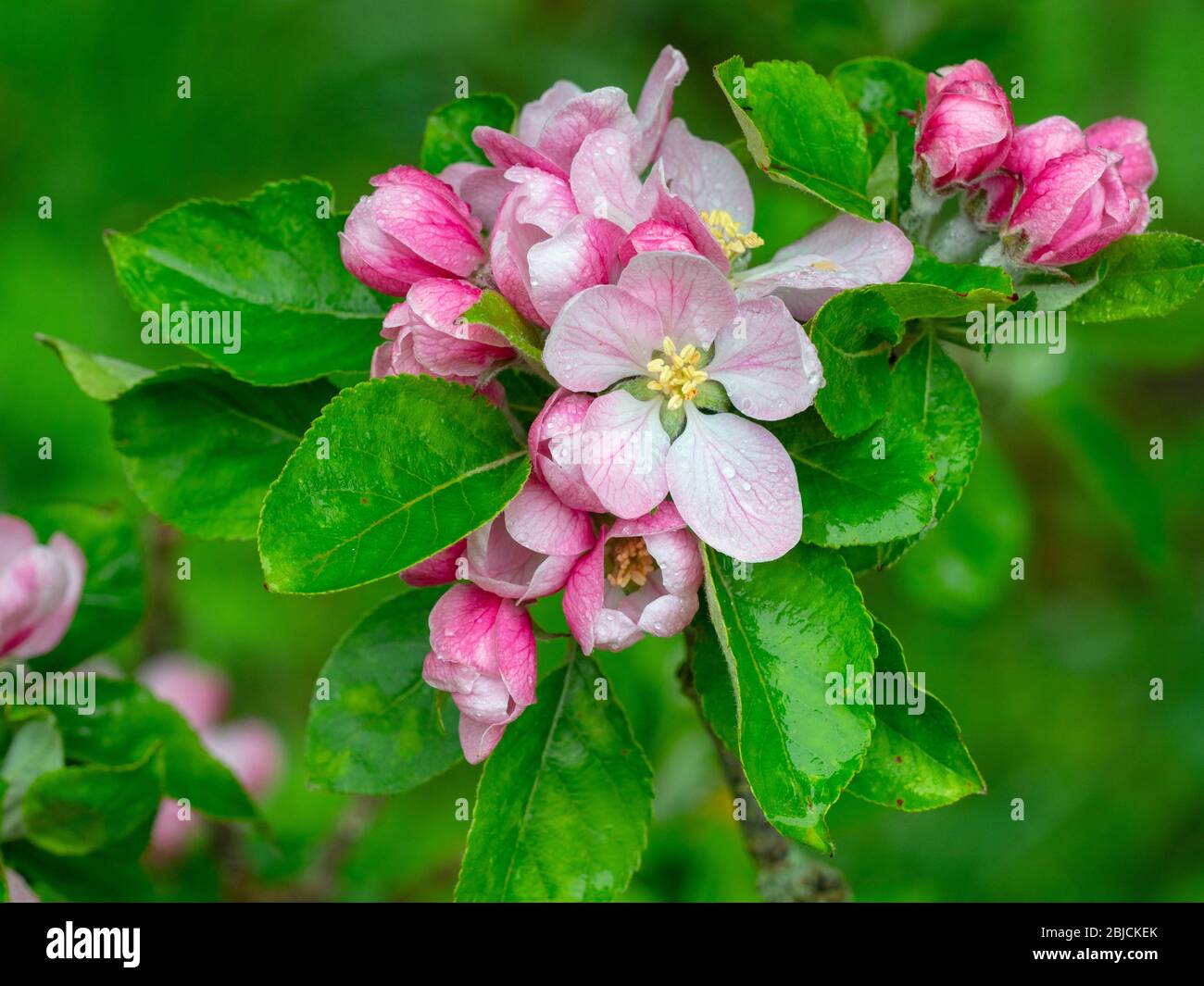 Bramley apple leaf hi-res stock photography and images - Alamy