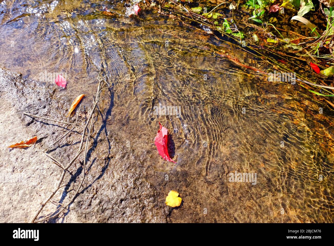 Autumn leaves floating on water Stock Photo - Alamy