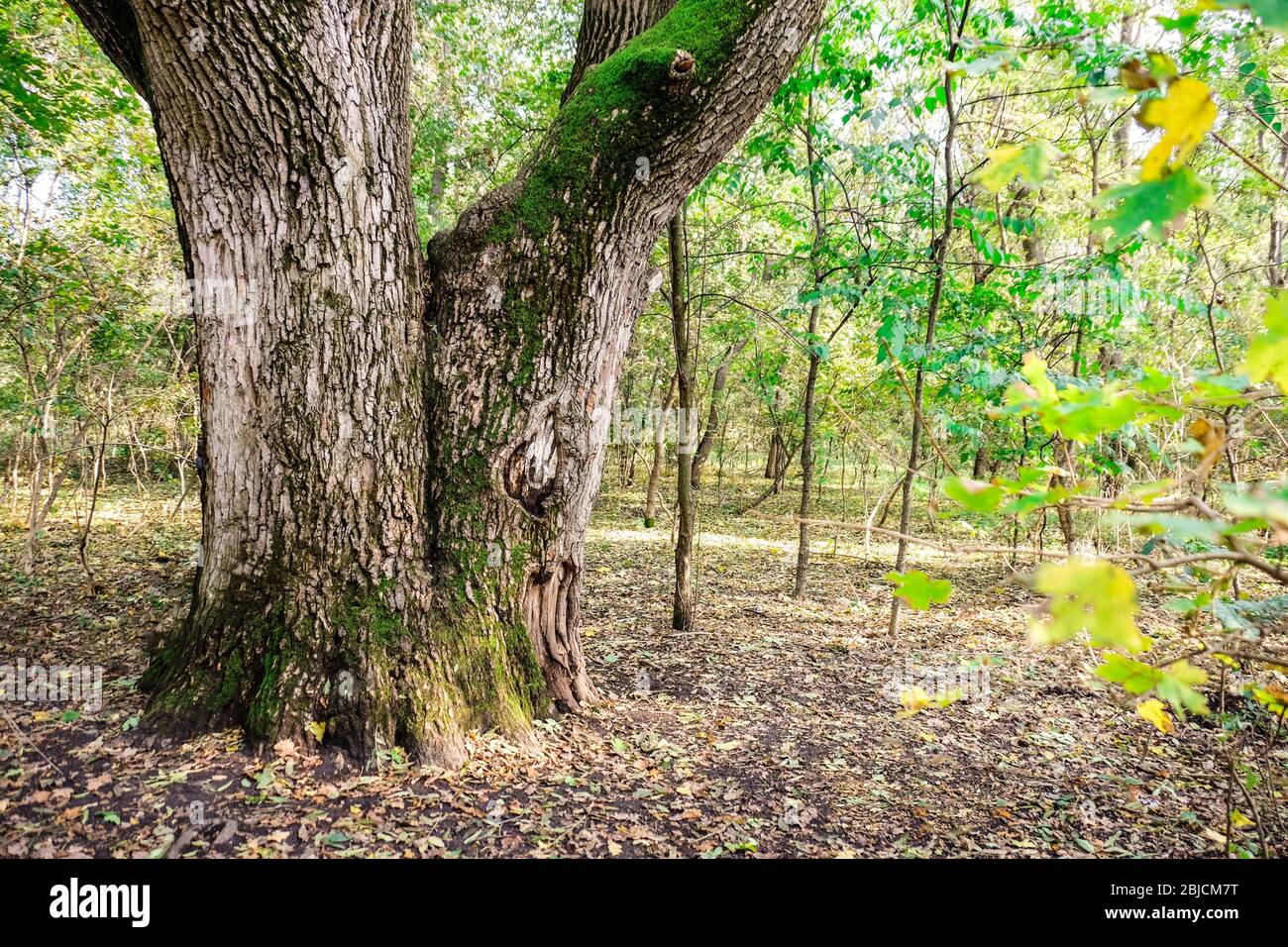 Old big tree in park Stock Photo - Alamy