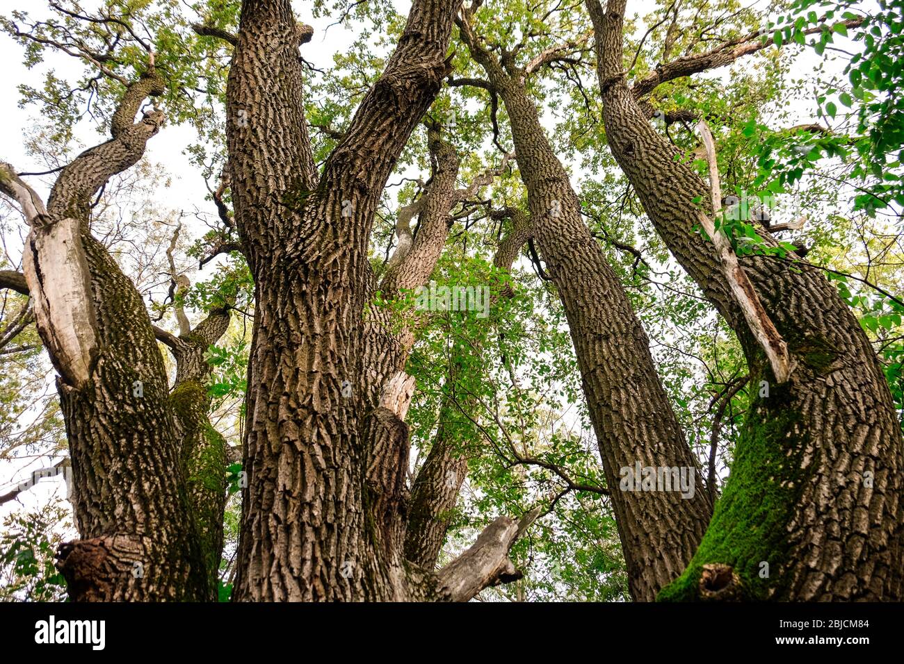 Old big tree in park Stock Photo - Alamy