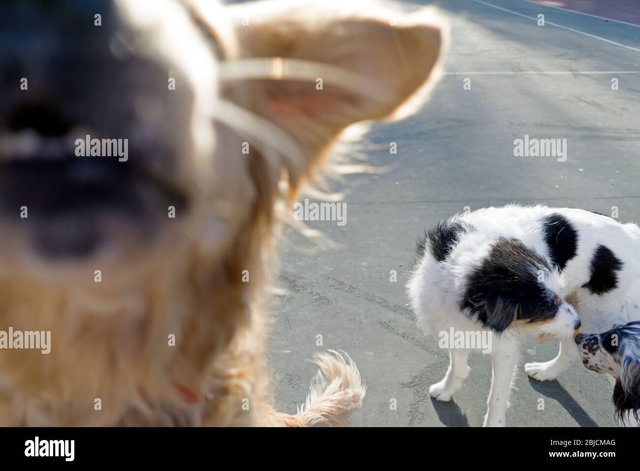 Dogs playing in the park Stock Photo - Alamy