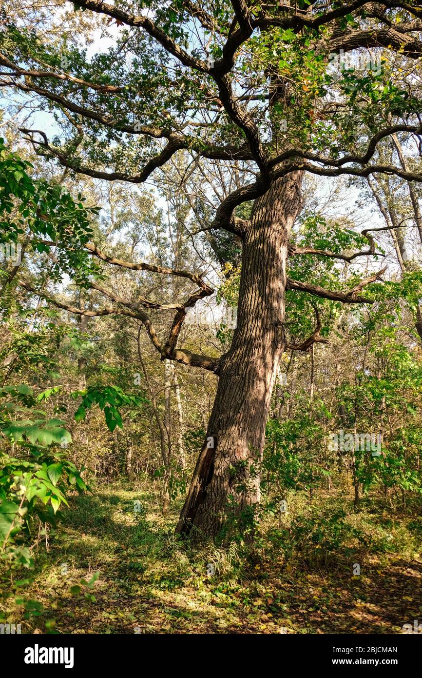 Old big tree in park Stock Photo - Alamy