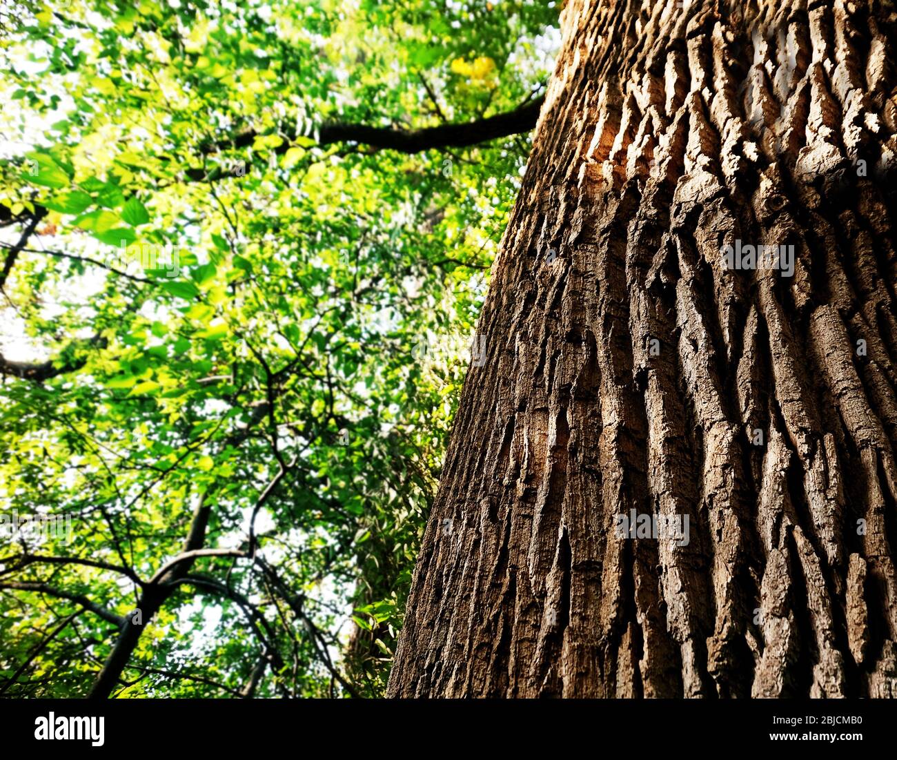 Old big tree in park Stock Photo - Alamy