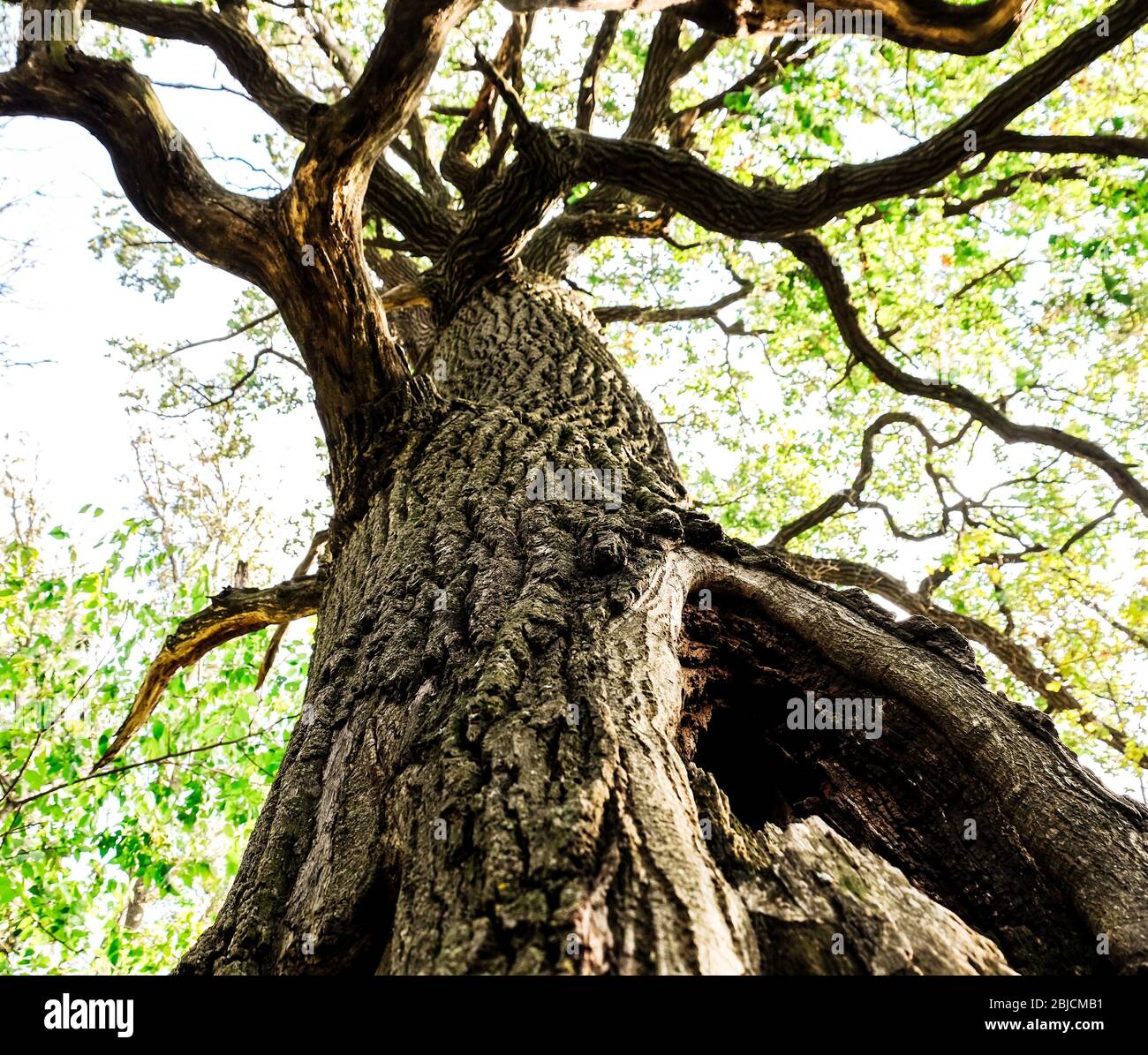 Old big tree in park Stock Photo - Alamy