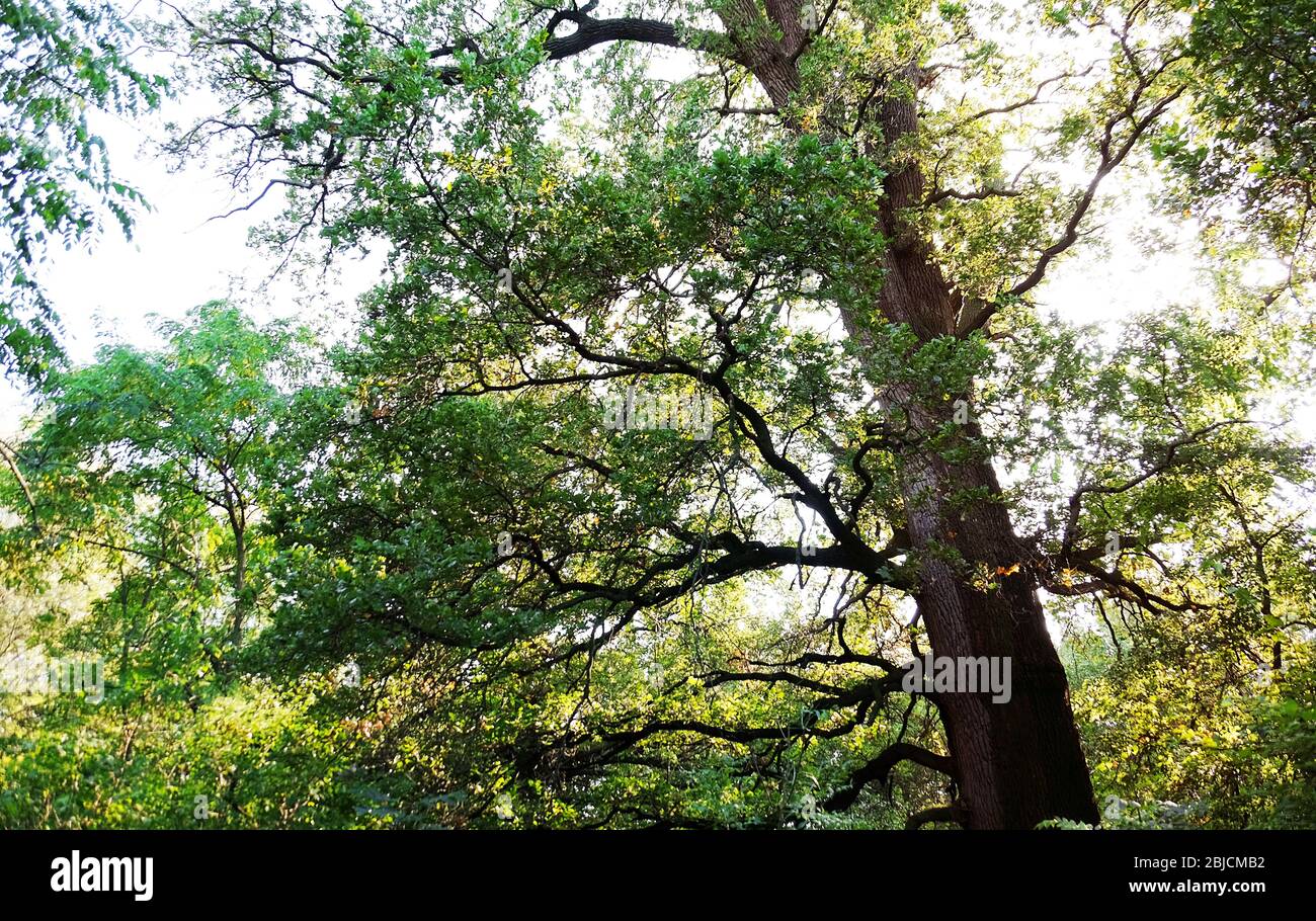 Old big tree in park Stock Photo - Alamy