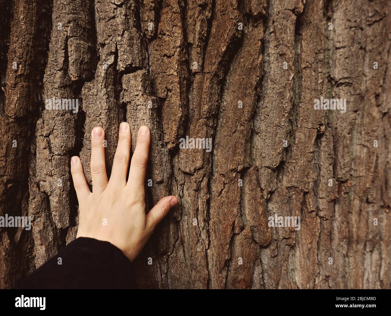 Hand touching tree hi-res stock photography and images - Alamy