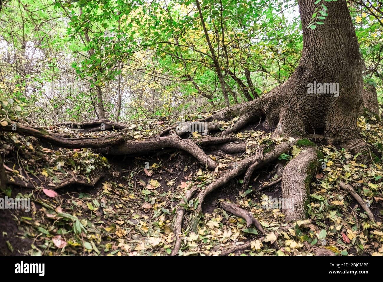 Big Tree Root High Resolution Stock Photography and Images - Alamy