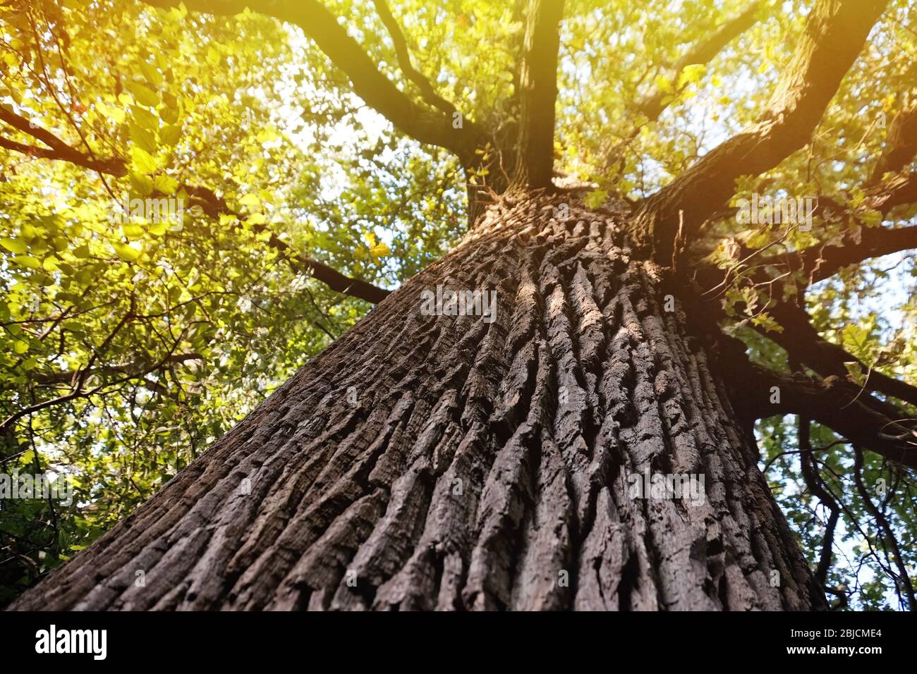 Old big tree in park Stock Photo - Alamy