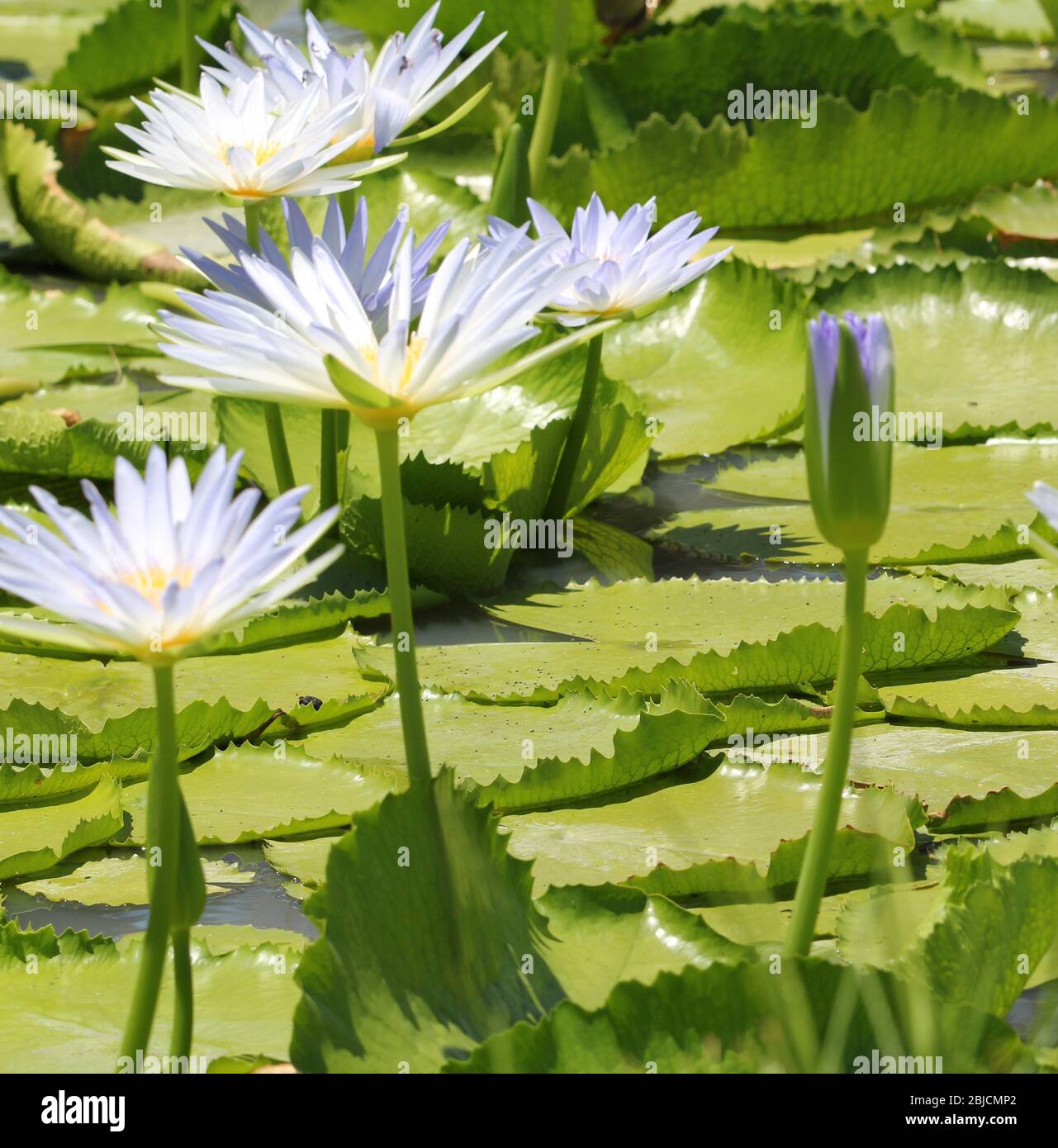 Water Lilies with their white and yellow flowers, that only bloom after ...